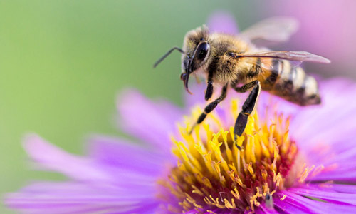 Bienenkönigin - Imkerei Kümmerer